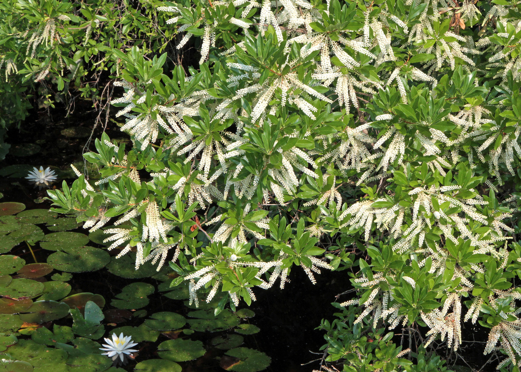 Michael Veracka – Landscape Gardener